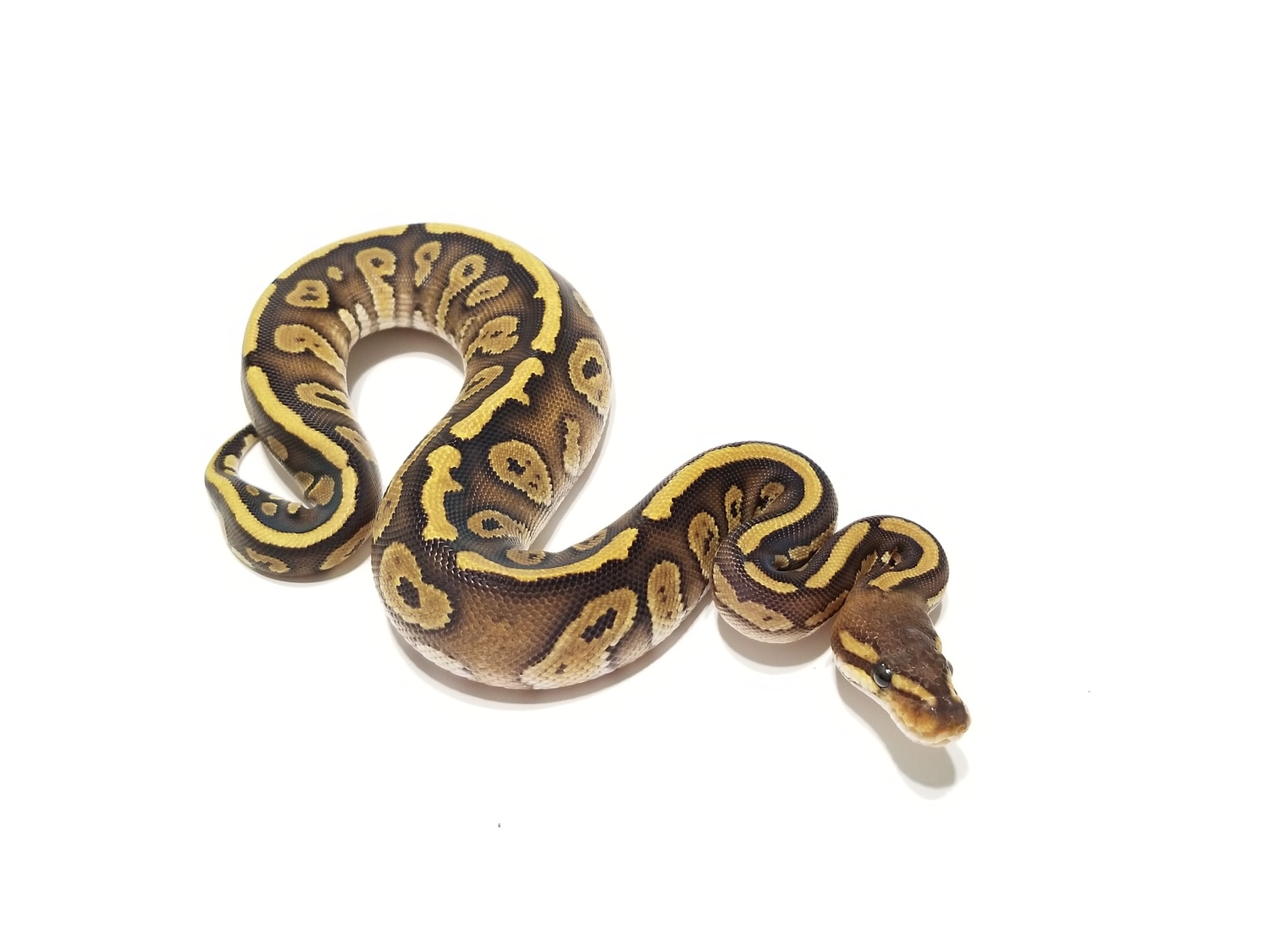 Redstripe Phantom Het Genetic Stripe Ball Python by Bobs Balls ...