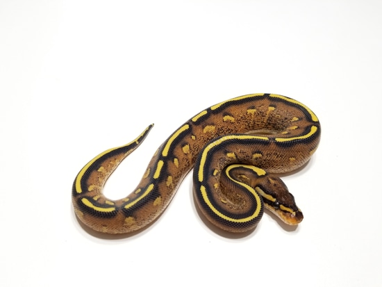 Super Gravel Ball Python by Bobs Balls