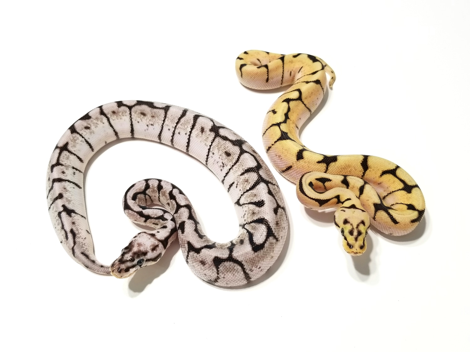 Bumblebee Vpi Axanthic Ball Python by Bobs Balls - MorphMarket