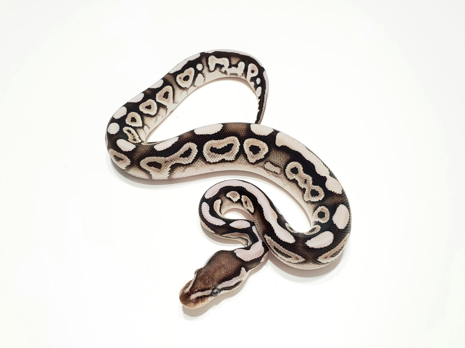 Black Pastel Vpi Axanthic Desert Ball Python by Bobs Balls - MorphMarket