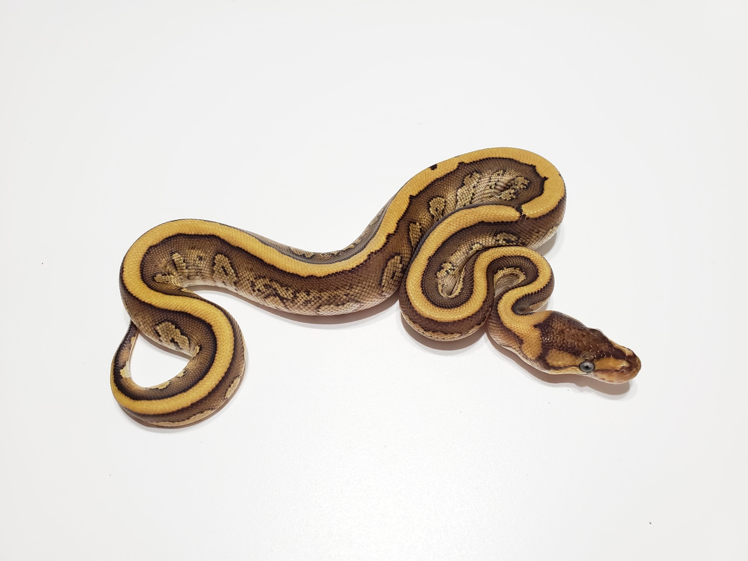 Super Redstripe Het Gstripe Ball Python by Bobs Balls - MorphMarket