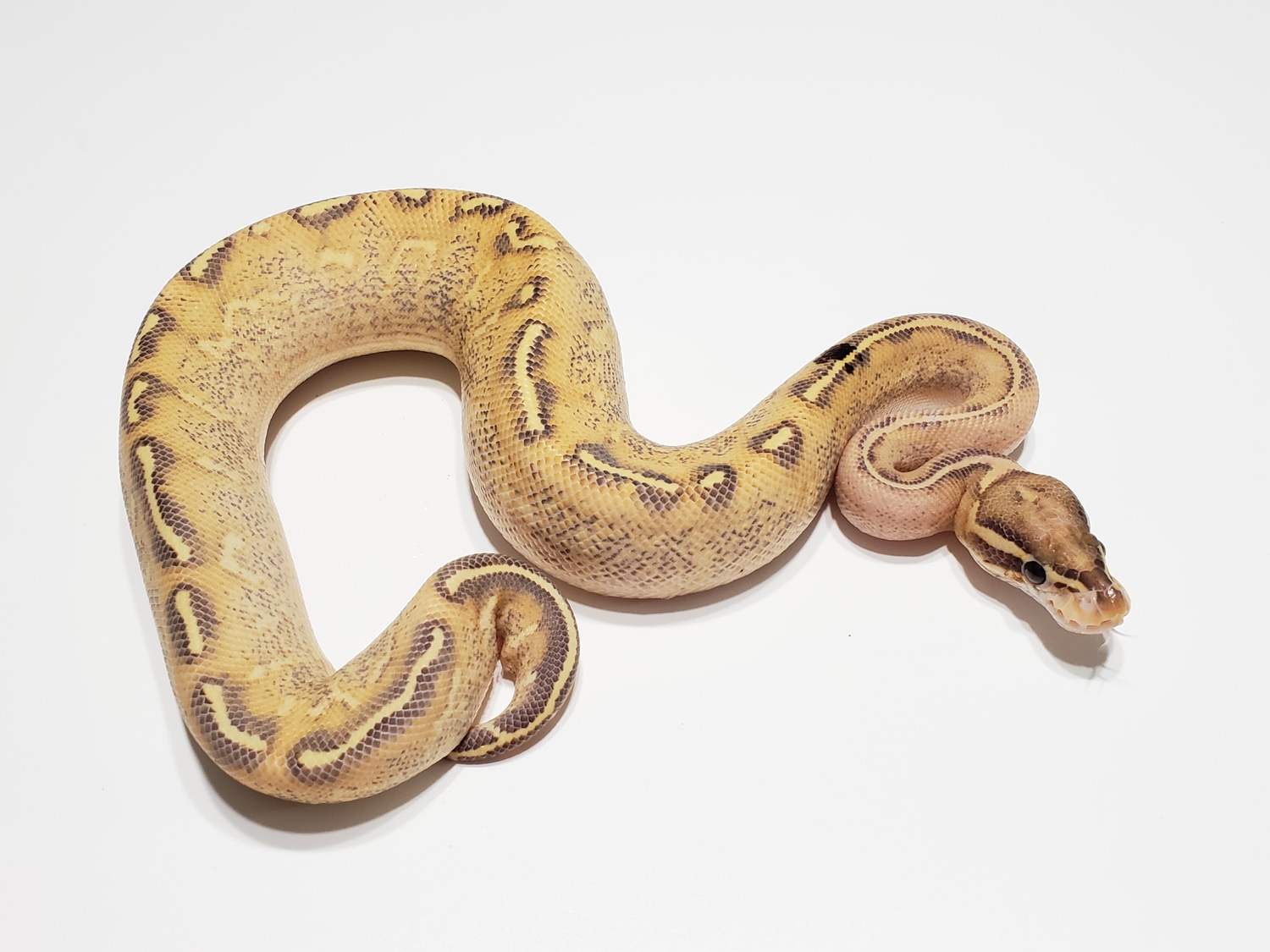 McKenzie Highway Ball Python by Bobs Balls - MorphMarket