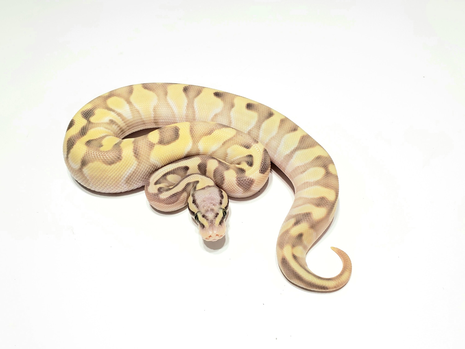 Pastel Enchi Butter Dg Ball Python by Bobs Balls - MorphMarket