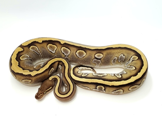 Lesser Cinder Ball Python by Bobs Balls
