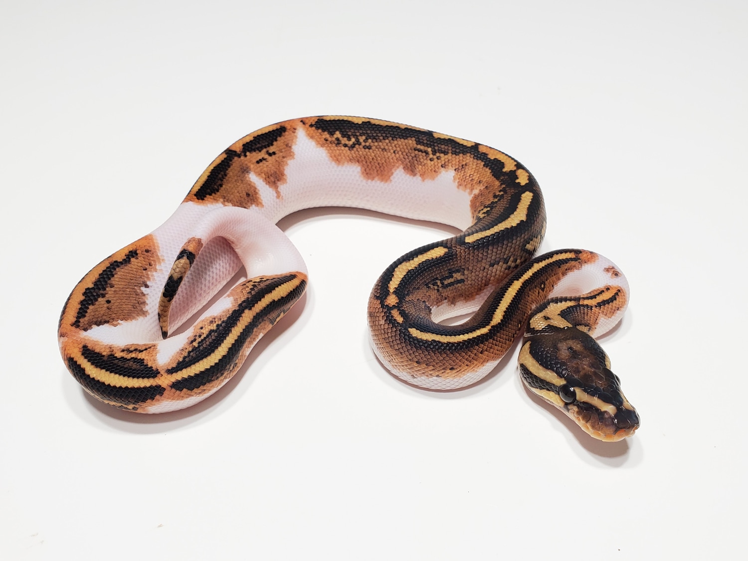 Yb Pied Ball Python by Bobs Balls - MorphMarket