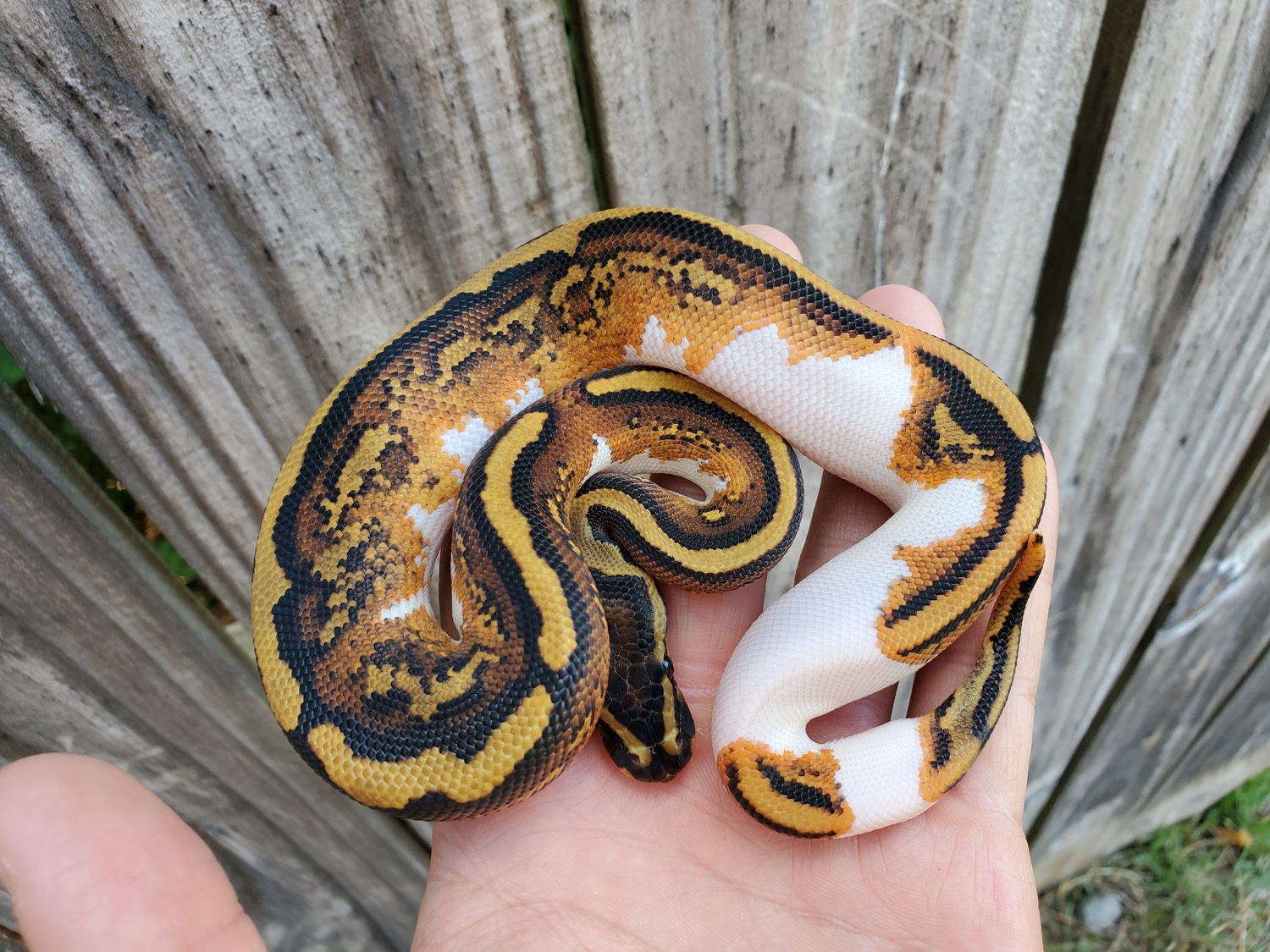 Yb Pied Ball Python by Bobs Balls - MorphMarket