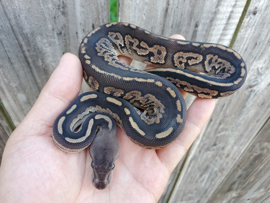 Cinnamon Cinder Ball Python by Bobs Balls