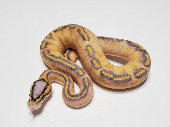 Pastel Highway Ball Python by Bobs Balls