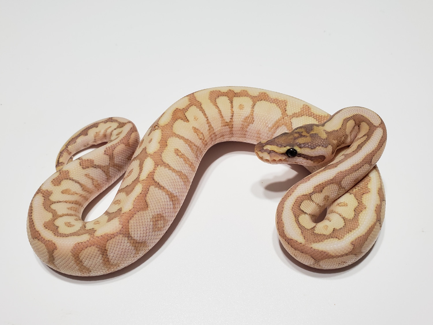 Mystic Special Spider Ball Python by Bobs Balls - MorphMarket