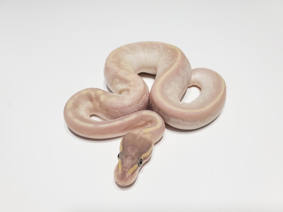 Crystal Nanny Ball Python by Bobs Balls