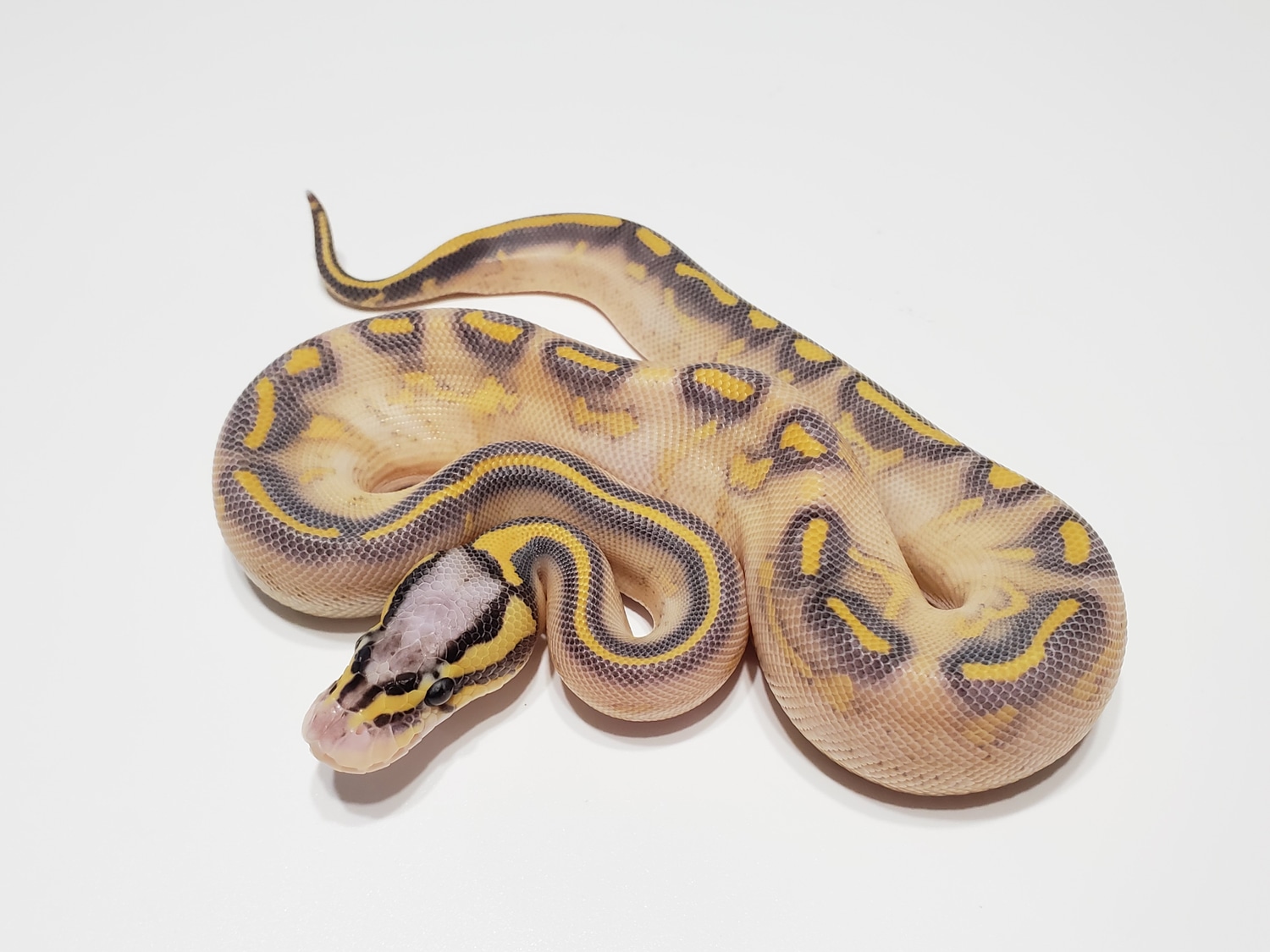 Pastel Highway Ball Python by Bobs Balls - MorphMarket