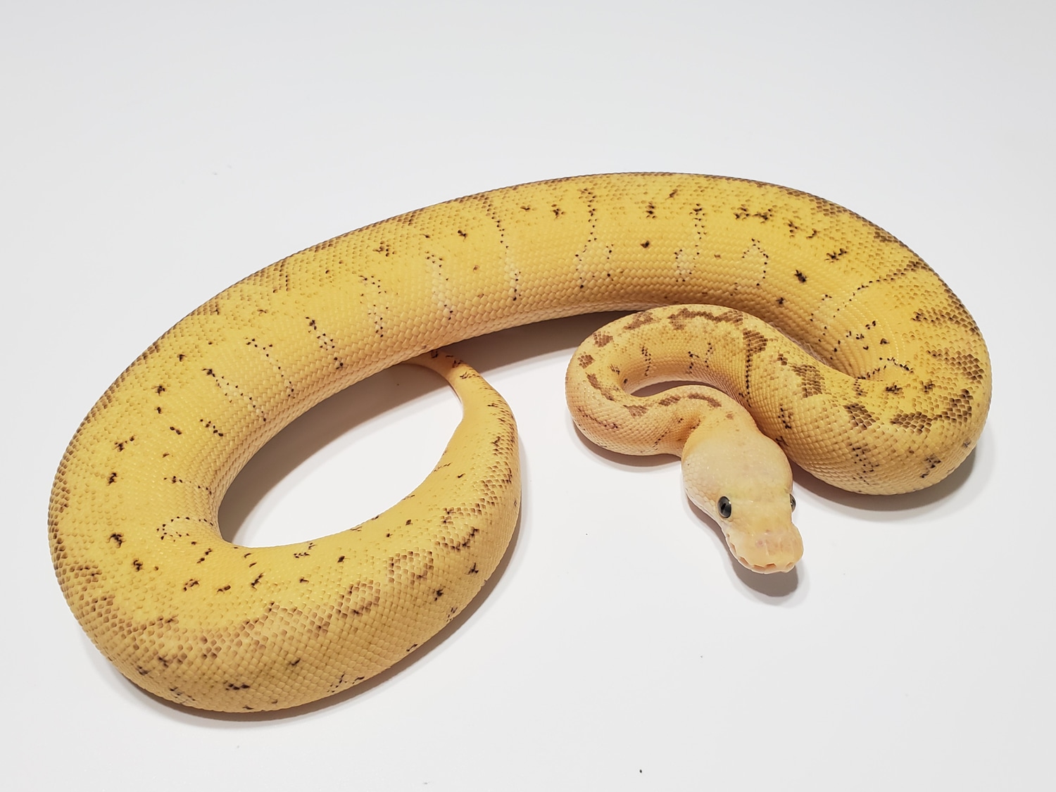 Lemonblast Fire Clown Poss Yb Ball Python by Bobs Balls - MorphMarket