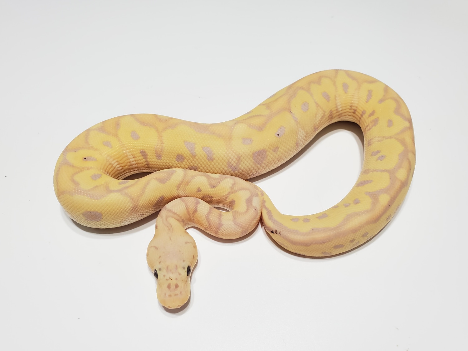 Pastel Banana Clown Ball Python by Bobs Balls - MorphMarket