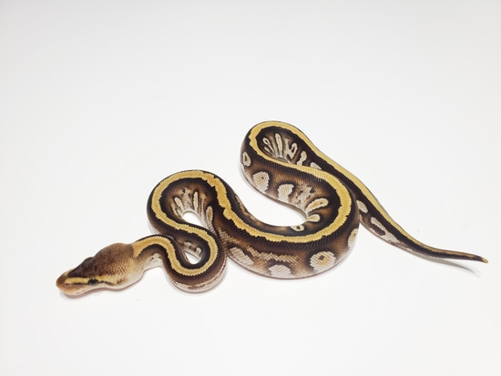 Super Cypress Ball Python by Bobs Balls
