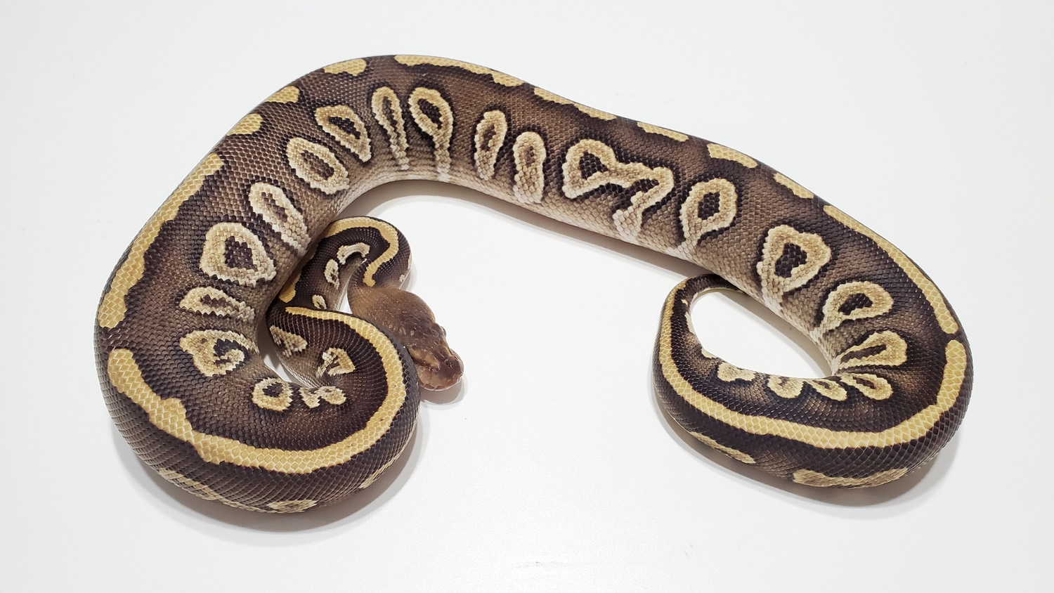 Mojave Cinder Ball Python by Bobs Balls - MorphMarket