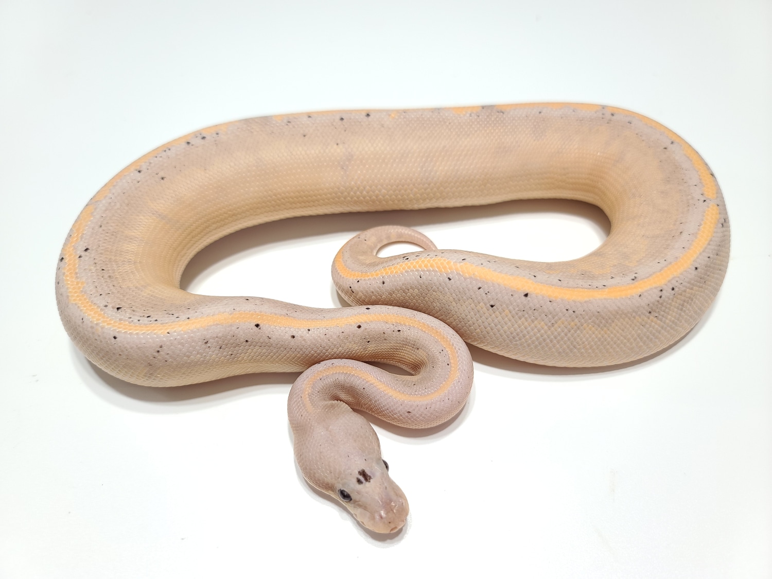 Black Pastel Banana Mahogany Ball Python by Bobs Balls - MorphMarket