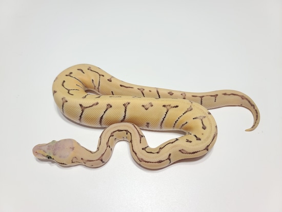 Enchi Lemonblast Dg Ball Python by Bobs Balls