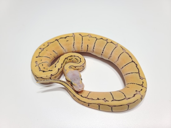 Lemonblast Dg Ball Python by Bobs Balls