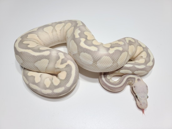 Super Pastel Butter Dg Ball Python by Bobs Balls