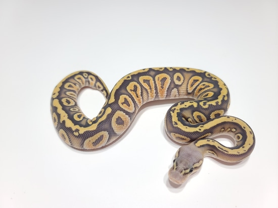 Pastel Hypo Cypress Ball Python by Bobs Balls