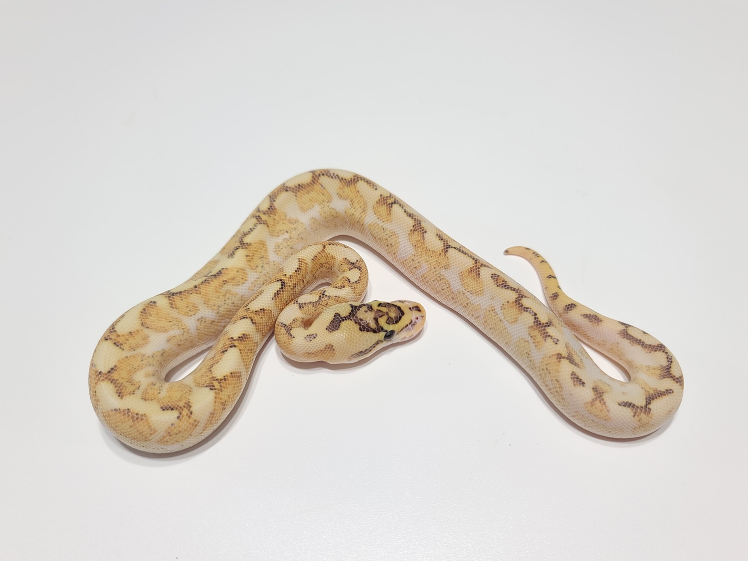 Spider Highway Ball Python by Bobs Balls - MorphMarket