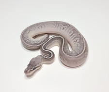 Black Pewter Leopard Cypress Ball Python by Bobs Balls - MorphMarket