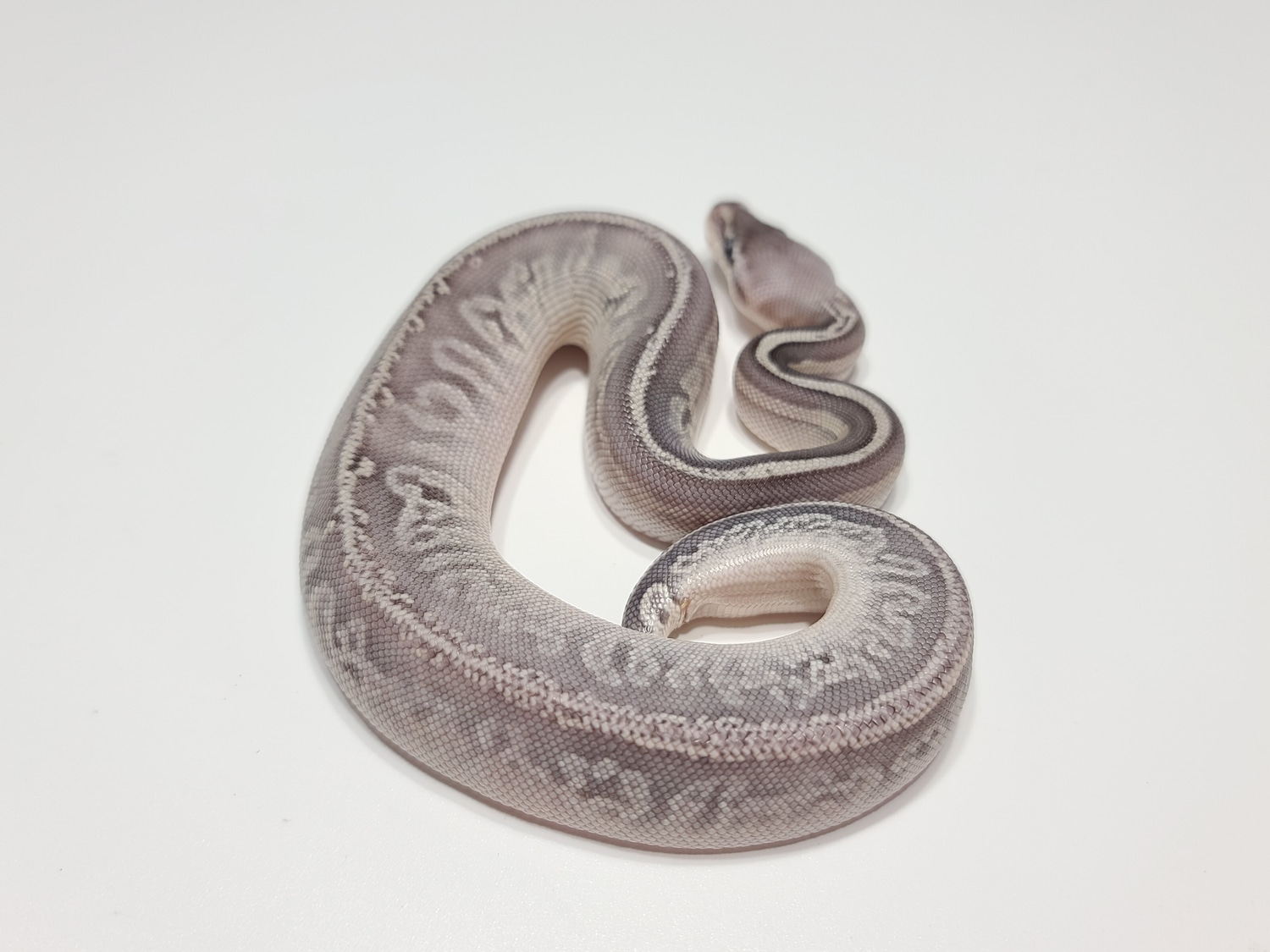 Black Pewter Leopard Cypress Ball Python by Bobs Balls - MorphMarket