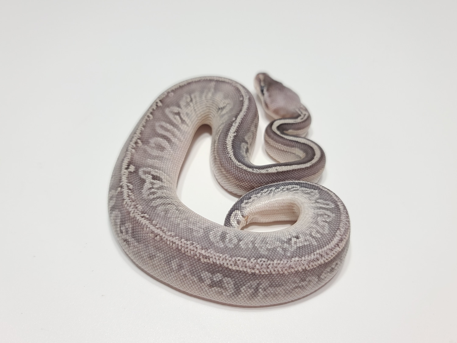 Black Pewter Leopard Cypress Ball Python by Bobs Balls - MorphMarket
