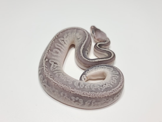 Black Pewter Leopard Cypress Ball Python by Bobs Balls - MorphMarket