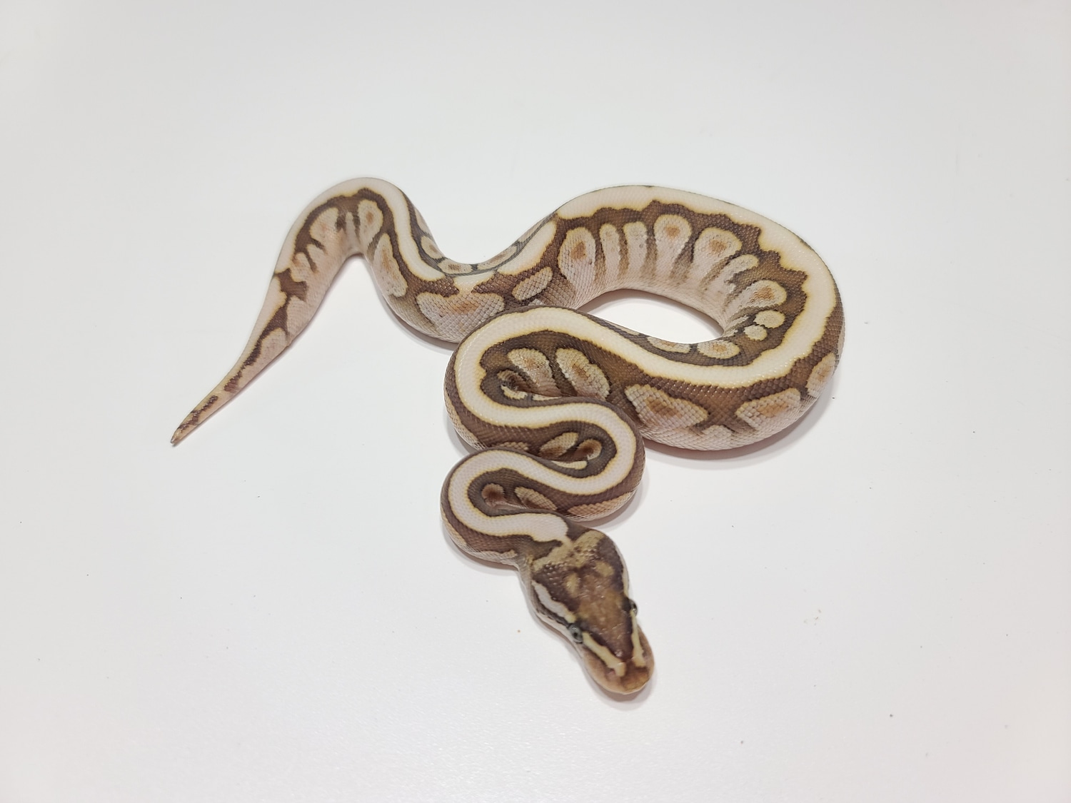 Hypo Mahogany Lesser Black Pastel Ball Python by Bobs Balls - MorphMarket