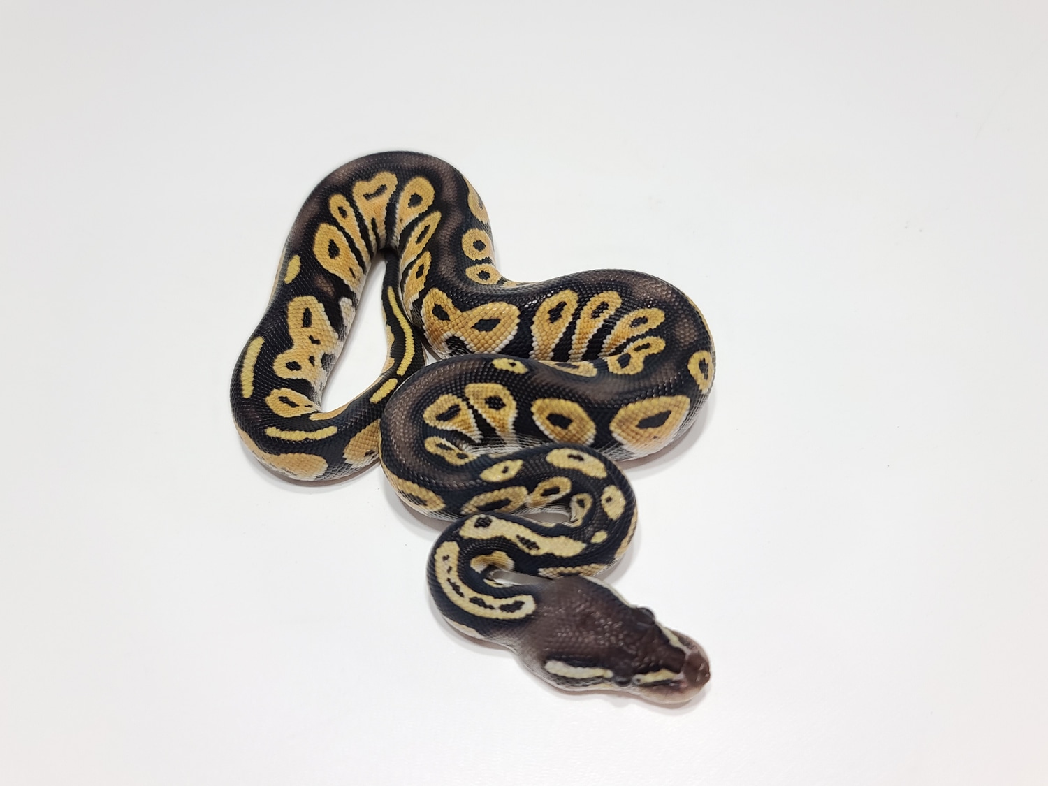 Pastel Hypo Blackhead Ball Python by Bobs Balls - MorphMarket