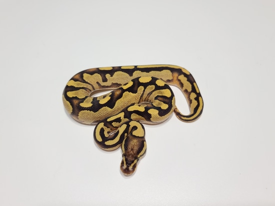 Od Fire Yb Het Pied Ball Python by Bobs Balls