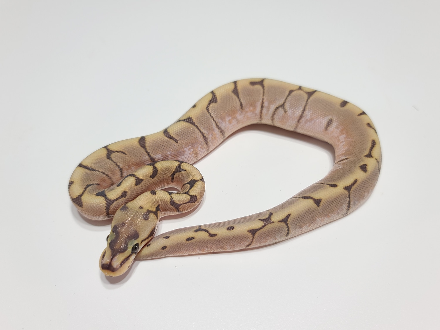 Hypo Enchi Spider Ball Python by Bobs Balls - MorphMarket
