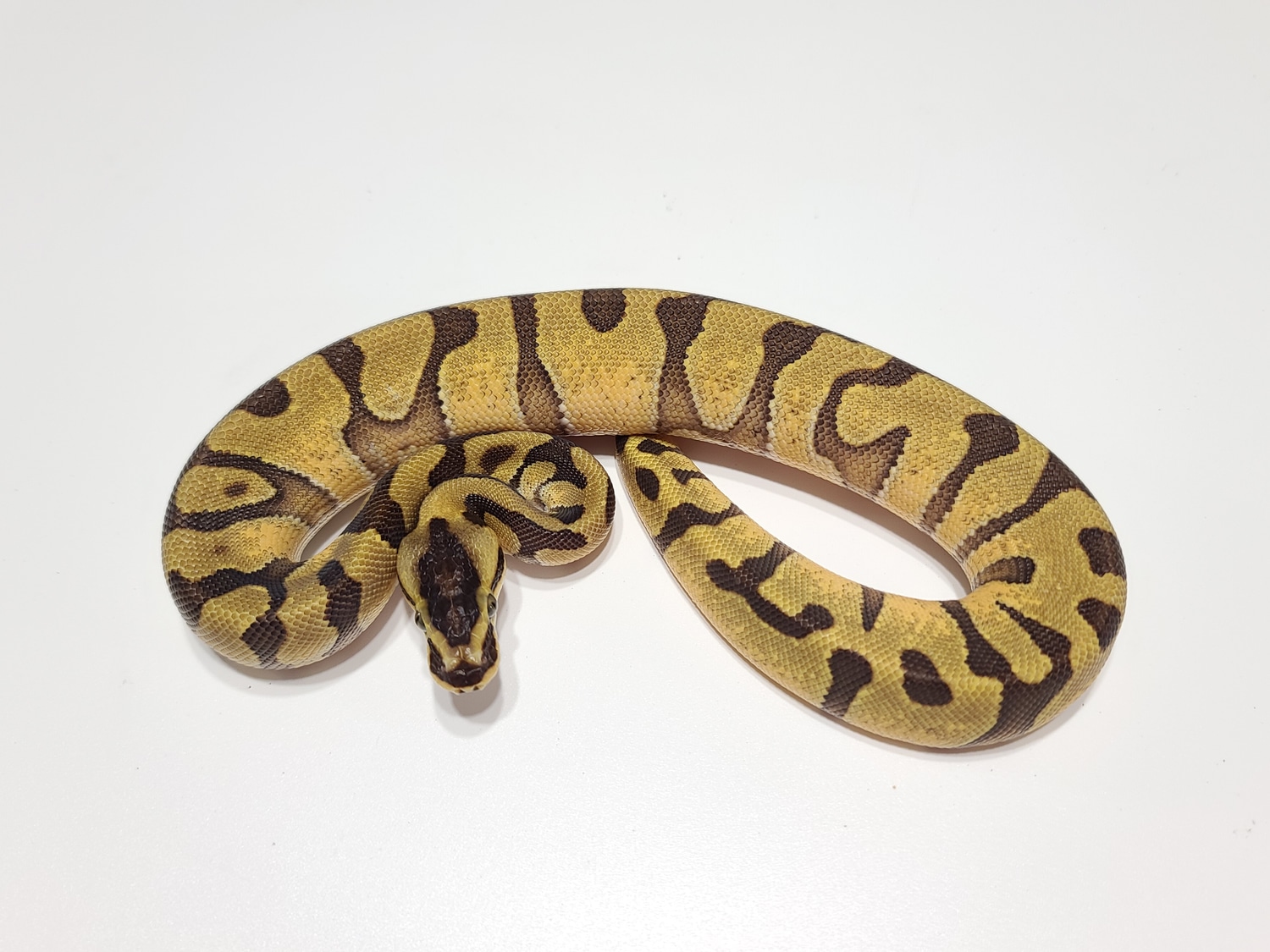 Super Enchi Spotnose Ball Python by Bobs Balls - MorphMarket