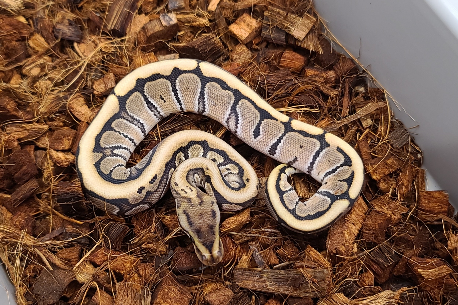 Hgw Mahogany Enchi Het Clown Ball Python by Bobs Balls - MorphMarket
