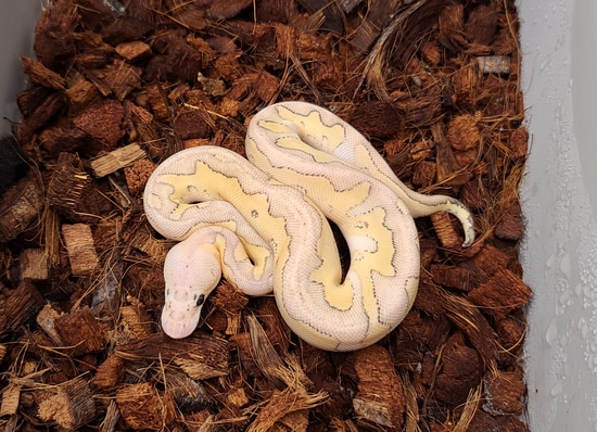 Pastel Lesser Clown Ball Python by Bobs Balls