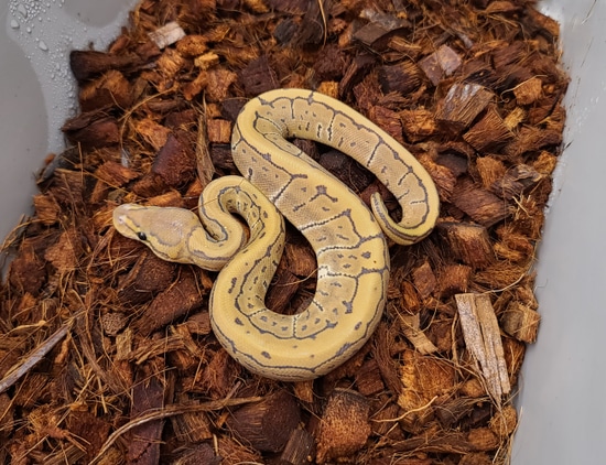 Hypo Pin Het Dg Ball Python by Bobs Balls