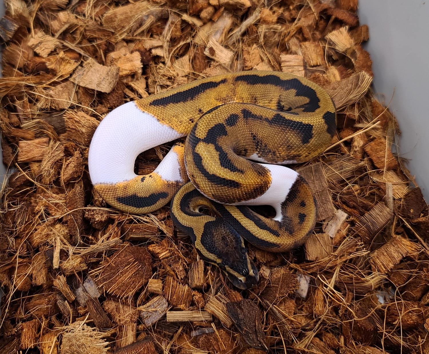 Pied Het Dg Ball Python by Bobs Balls - MorphMarket