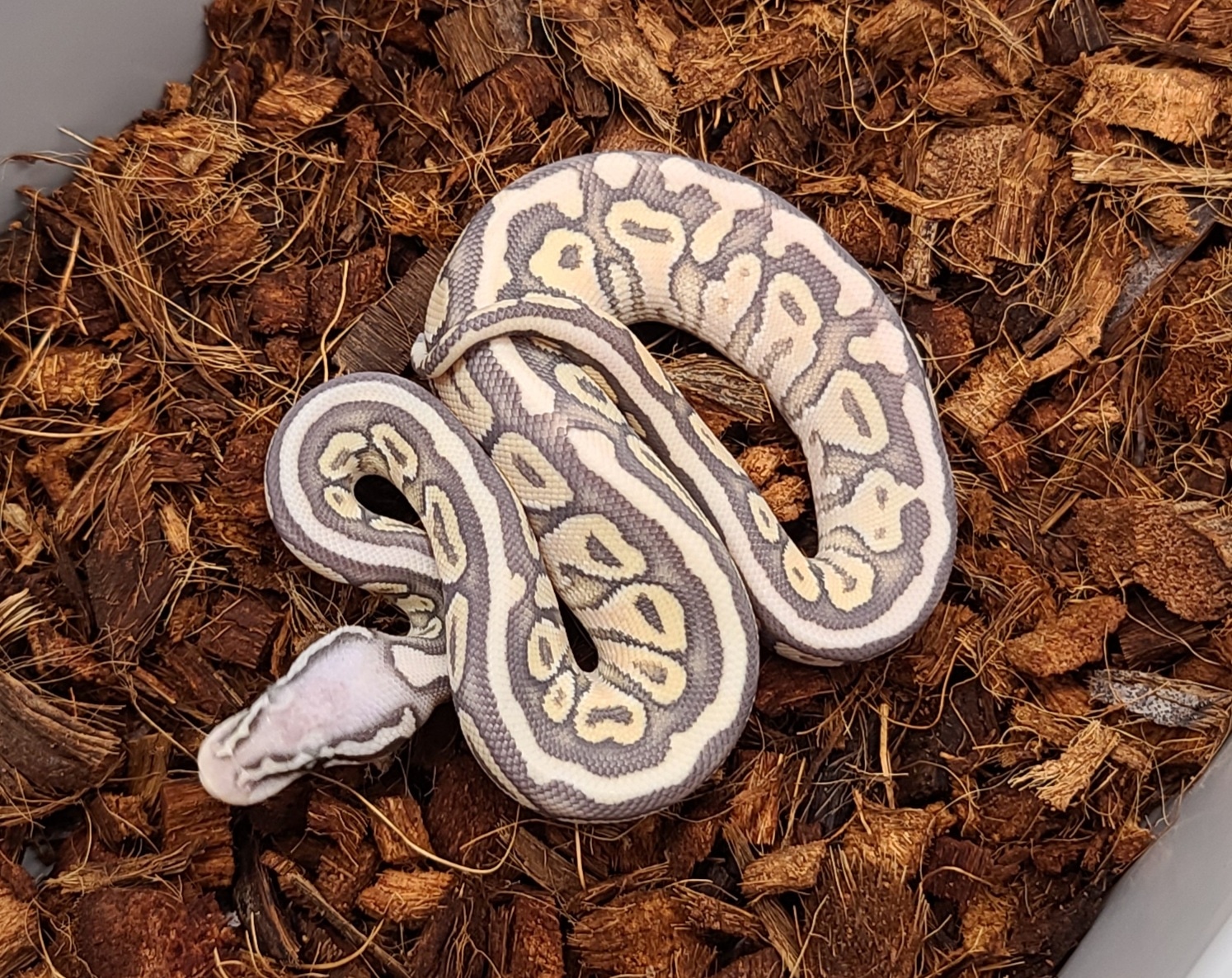 Pastel Spotnose Lesser Hypo Poss Het Dg Ball Python by Bobs Balls ...