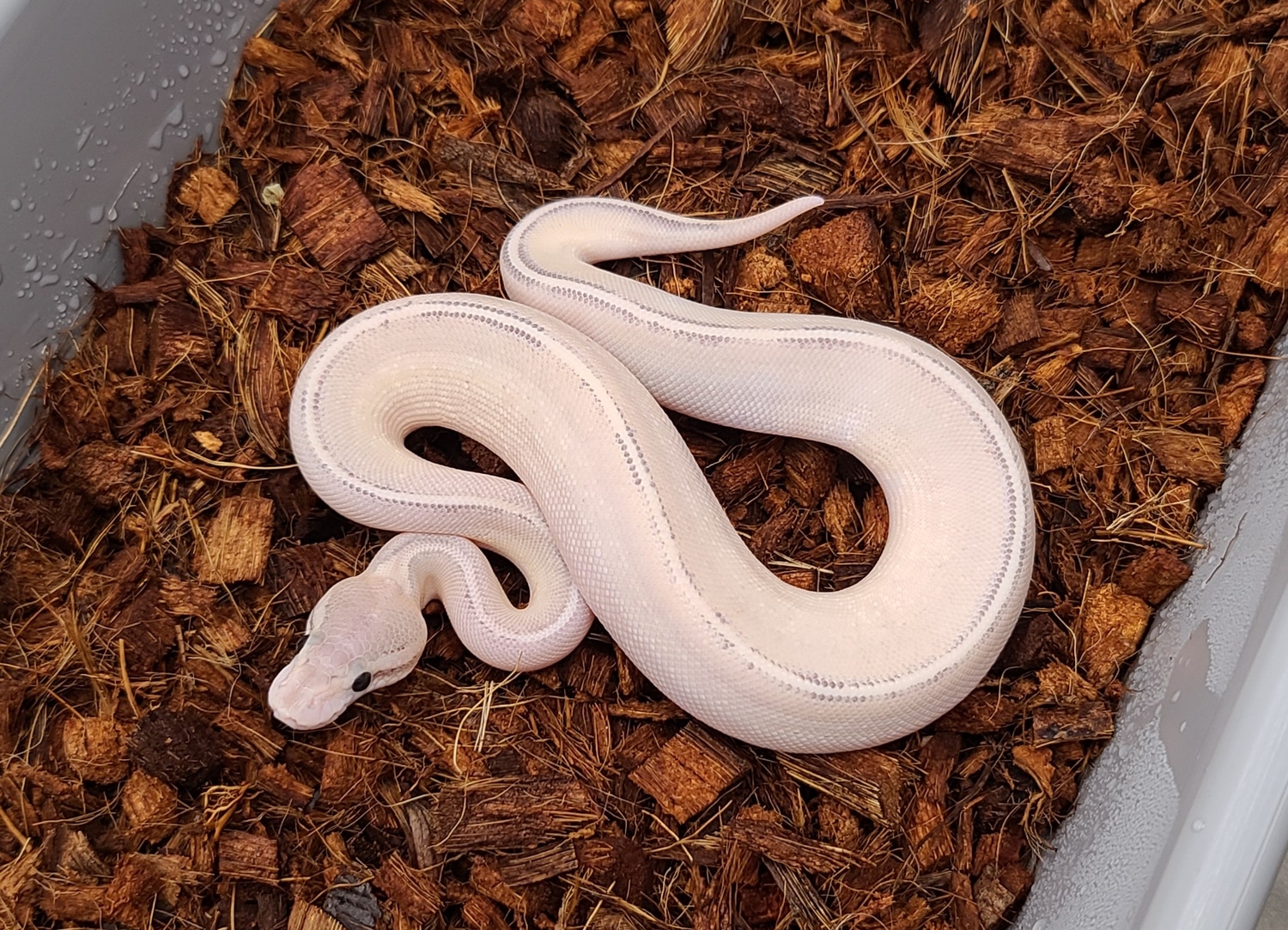 Cinny Lesser Highway Ball Python by Bobs Balls - MorphMarket
