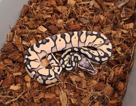Pewter Enchi Ball Python by Bobs Balls