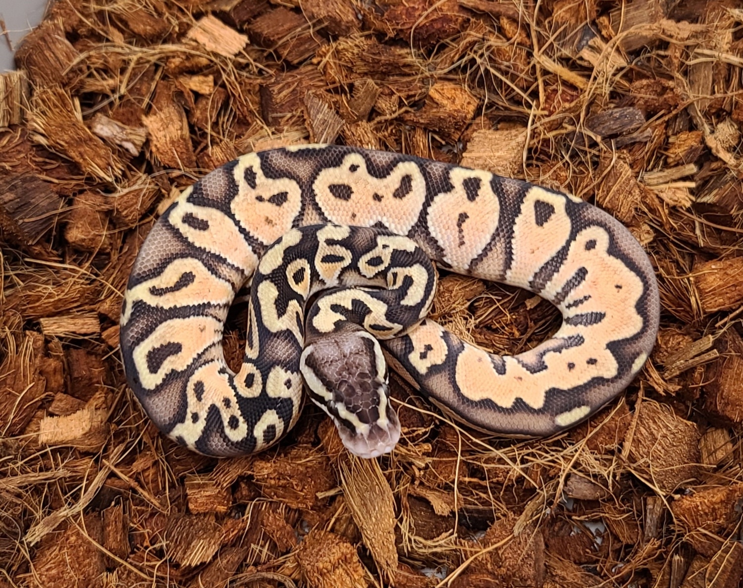 Pewter Enchi Ball Python by Bobs Balls - MorphMarket
