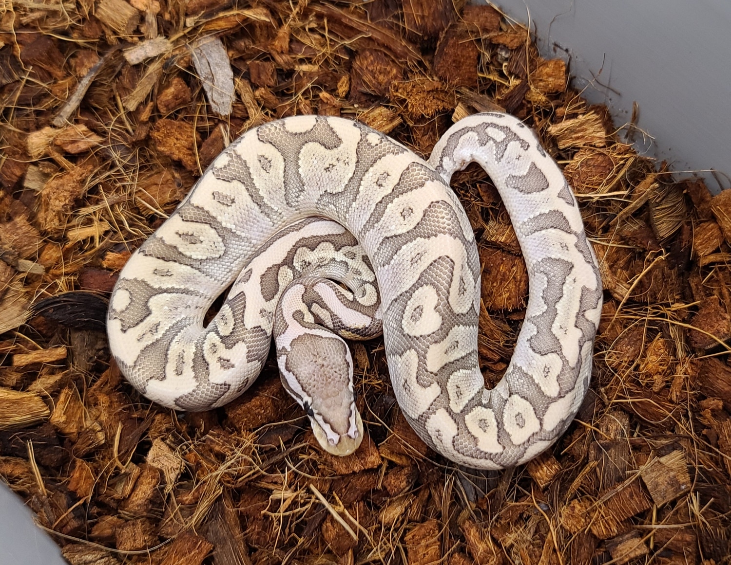 Bamboo Confusion Ball Python by Bobs Balls - MorphMarket