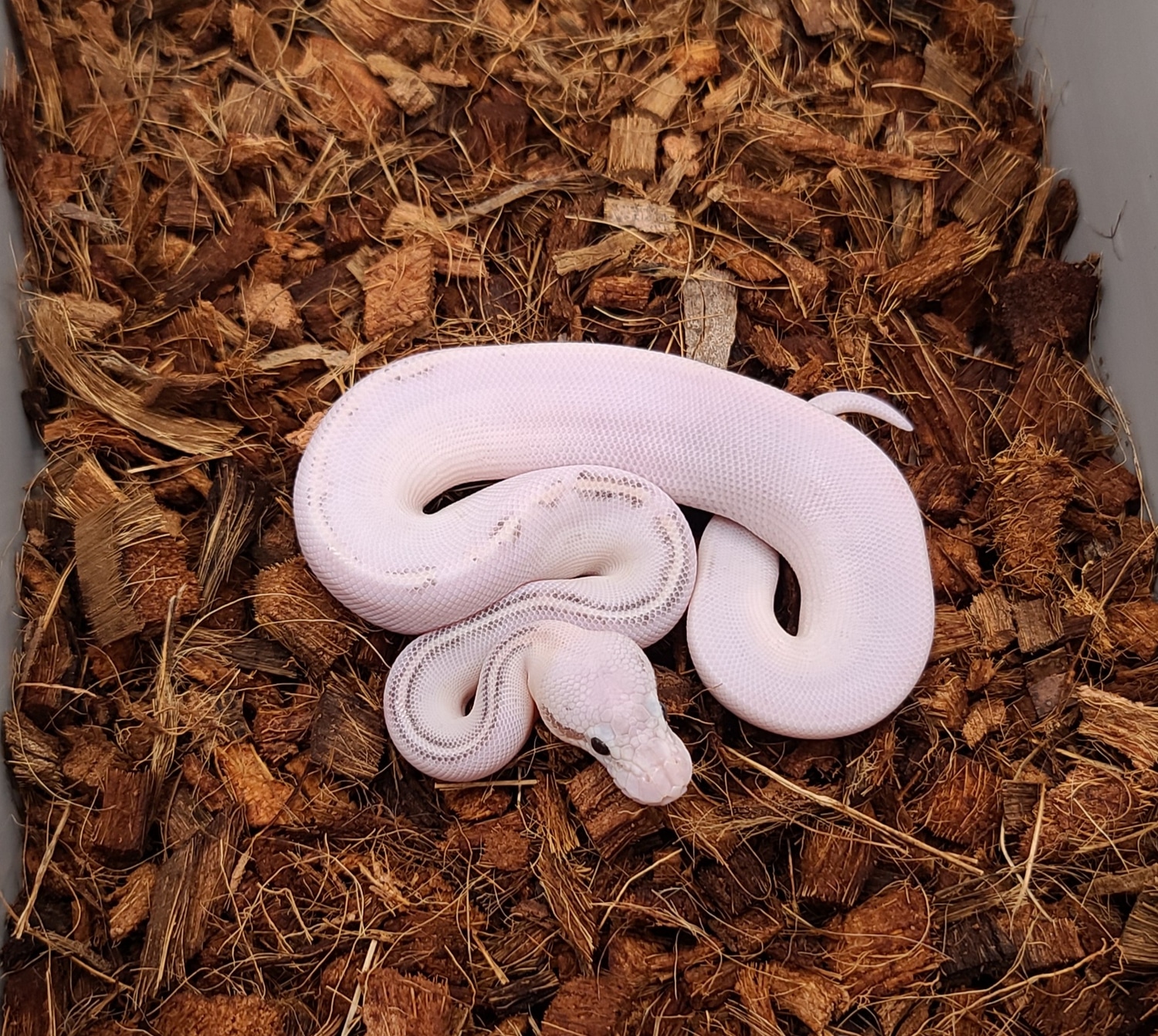 Pewter Calico Highway Ball Python by Bobs Balls - MorphMarket
