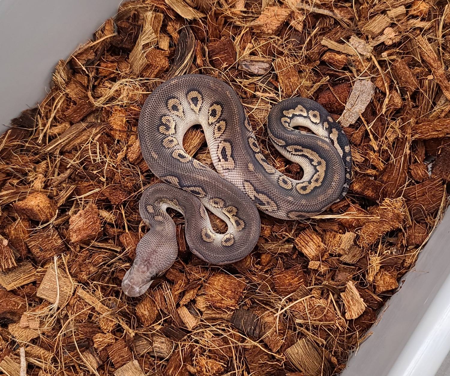 Cinder Cinny Clown Ball Python by Bobs Balls - MorphMarket
