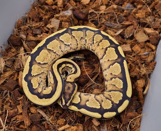 Asphalt Specter Poss Het Clown Ball Python by Bobs Balls