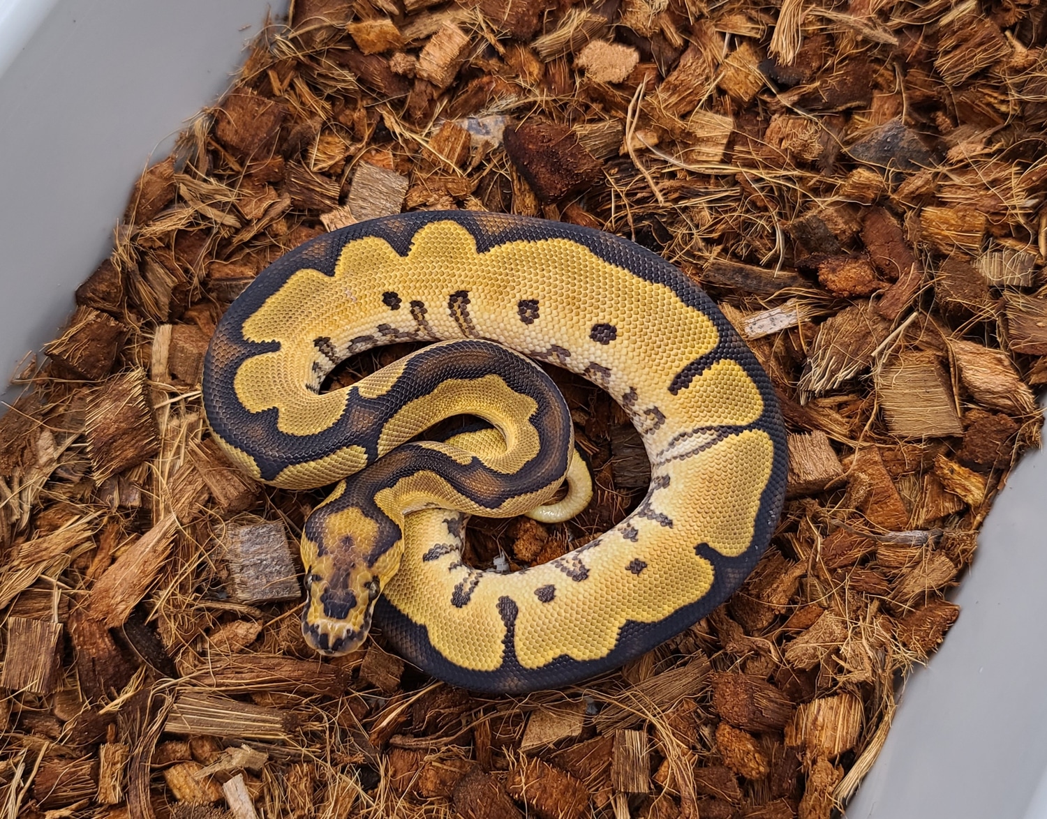Redstripe Blade Clown Ball Python by Bobs Balls - MorphMarket