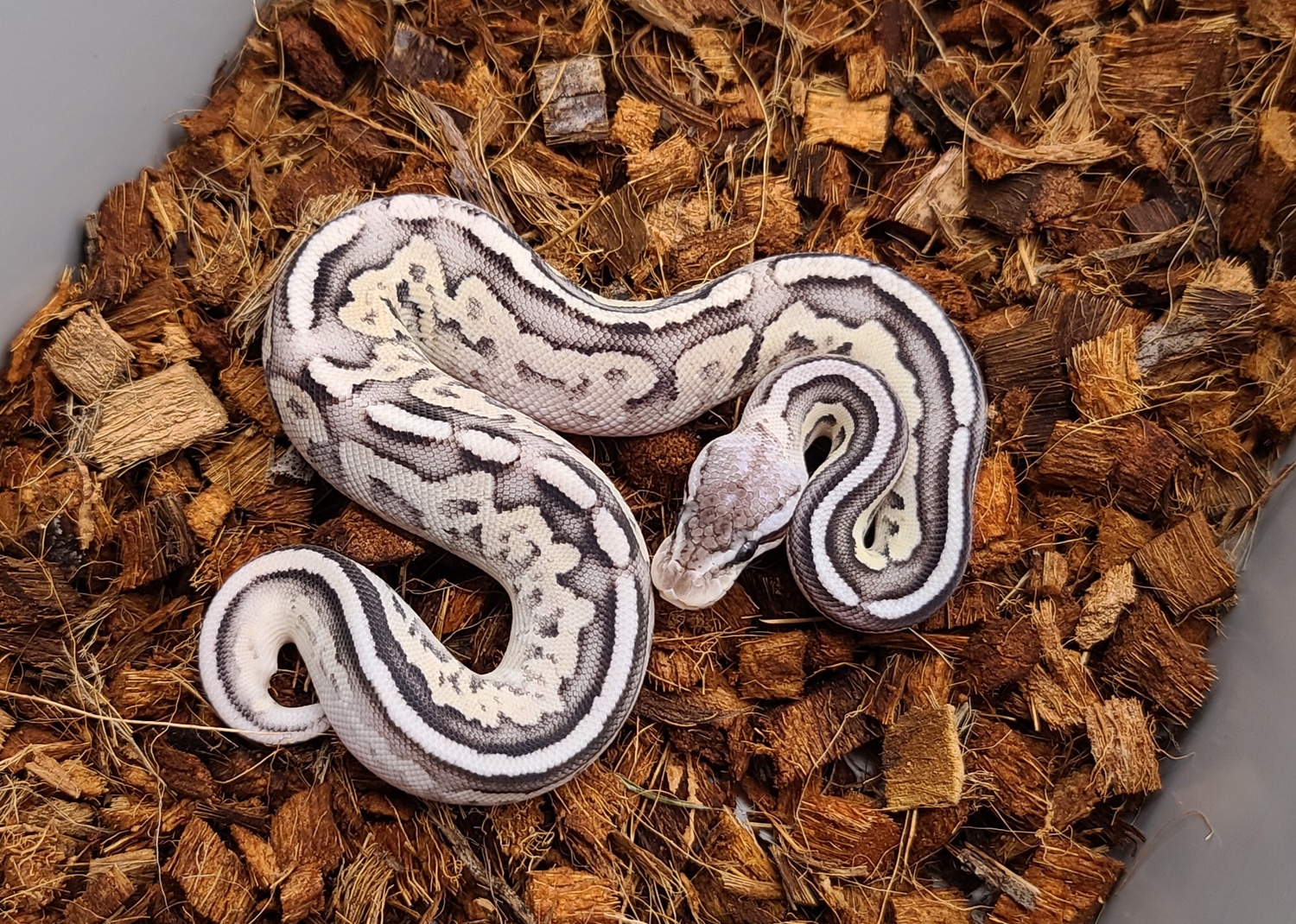 Od Pewter Fire Yb Ball Python by Bobs Balls - MorphMarket