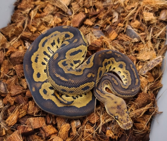 Leopard Bongo Clown Ball Python by Bobs Balls