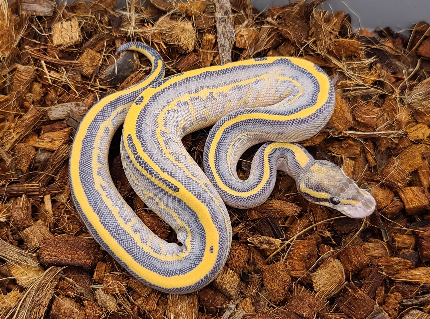 Leopard Phantom Highway Ball Python by Bobs Balls - MorphMarket